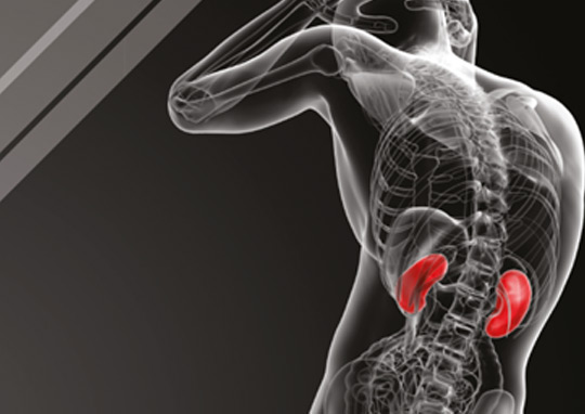 The NEPHROCHECK® Test